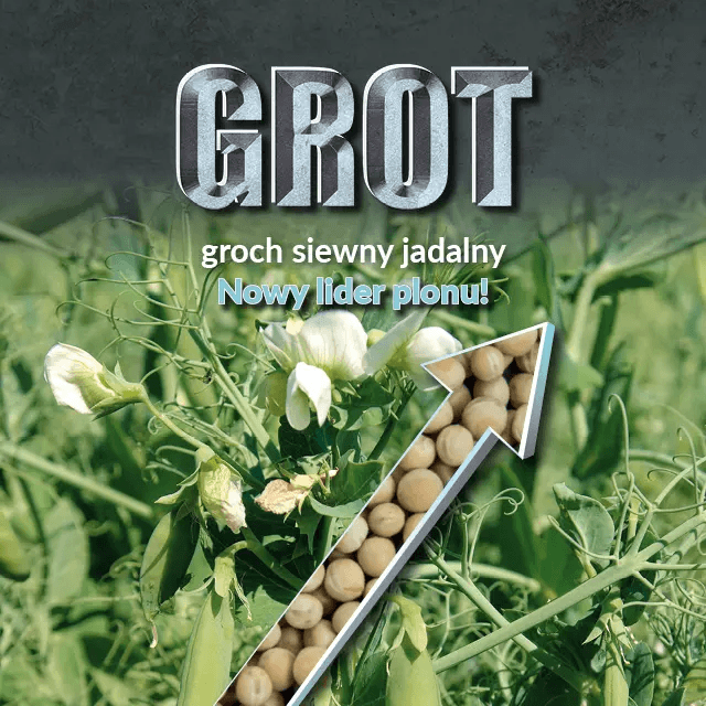 Groch siewny Grot C/1 a’25 kg - Bobowate - Agrii